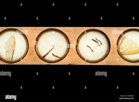 Compound Microscope Slides