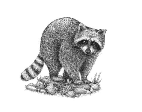 How To Draw A Realistic Raccoon Face