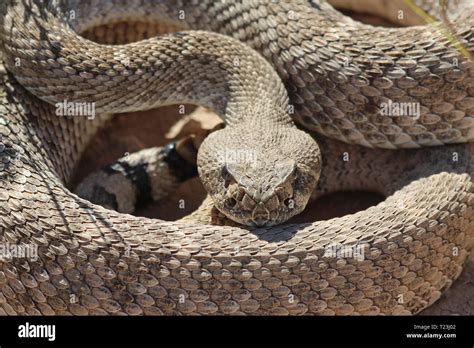 Western Diamondback Rattlesnake
