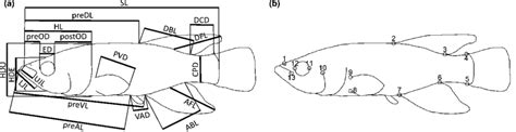 Characters Used In Linear Morphometry A And Position Of Landmarks