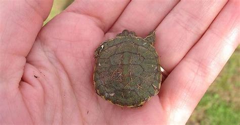 Look At This Fucking Turtle I Could Fit It In My Mouth So Easy Imgur