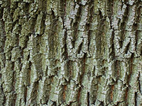 Tree Bark Texture Free Nature Grass And Foliage Textures For Photoshop