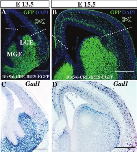 Isolation Of Cortical Interneuron Precursors Using The Transgenic Download Scientific Diagram