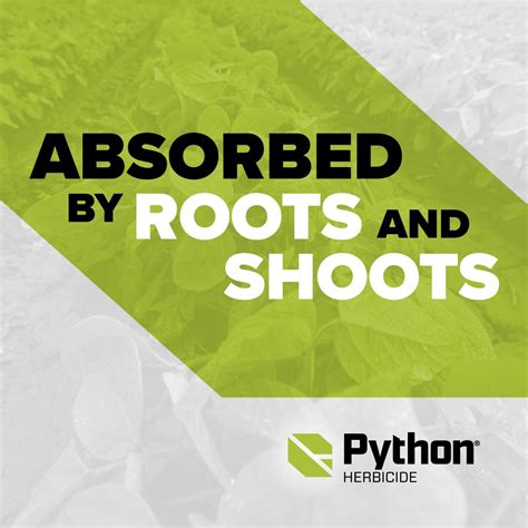 In Soybean Python® Herbicide Is Absorbed By Both Roots And Shoots