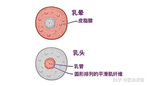 人体解剖学基础：乳房 知乎