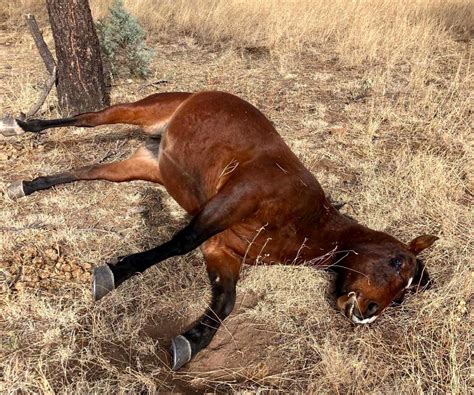 The Situation Is Not Tolerable New Mexico County Declares State Of