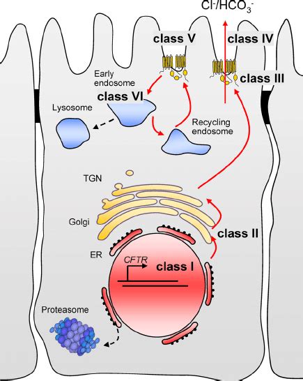 Traditional Classification Of Cf Mutations Based On Their Cellular