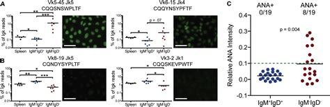 Self Antigen Driven Thymic B Cell Class Switching Promotes T Cell