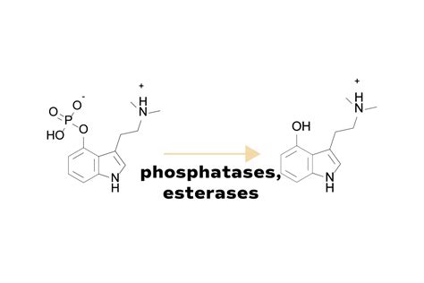Psilocybin Metabolism How Psilocin Affects The Brain