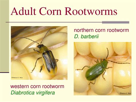 Ppt Corn Rootworm Management Situation Issues And Options Powerpoint Presentation Id 652227