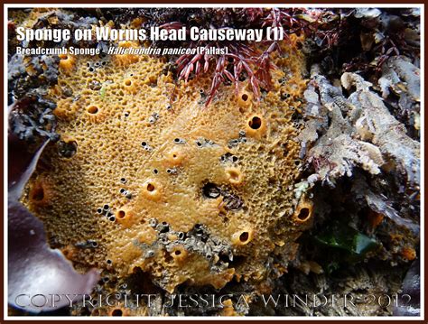 Breadcrumb Sponges On Worms Head Causeway Jessicas Nature Blog