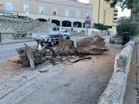 Diseased 102 Year Old Eucalyptus Tree On Rosia Road Removed On Health And Safety Grounds