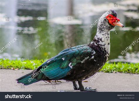 About Muscovy Duck