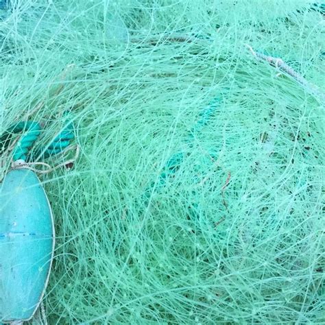 Pin On Iris Bluebird