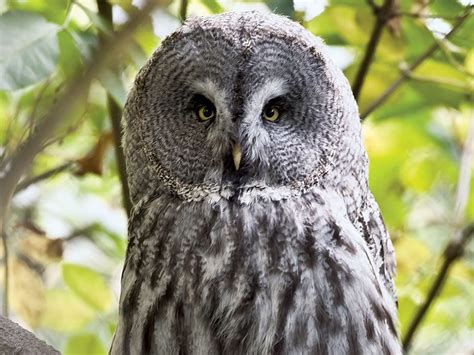 Owl Quiz Britannica
