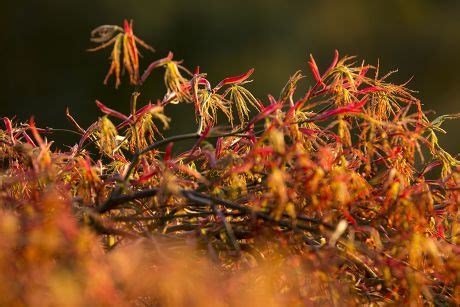 100 Leves Stock Pictures, Editorial Images and Stock Photos | Shutterstock