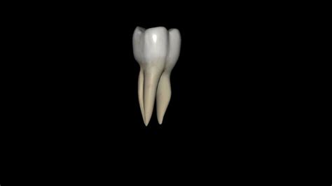 Premium Photo The Mandibular Second Molar Resembles The Mandibular First Permanent Molar
