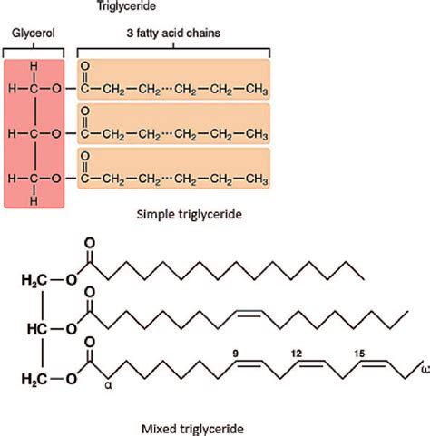 Structure Of Triglyceride
