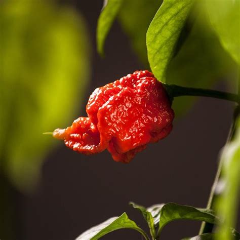 Carolina Reaper Seeds Pepper Joes Hottest Seeds In The World