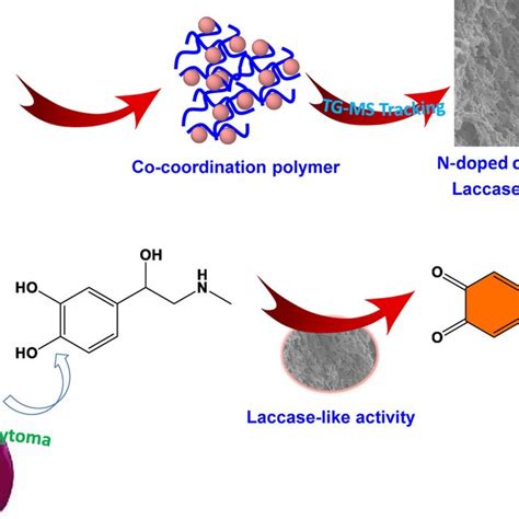 Highly Active N Doped Carbon Cocoox With Laccase Like Activity To Download Scientific Diagram
