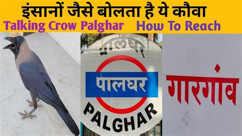 Viral Talking Crow इंसानों जैसे बोलता है ये कौवा पालघर वाडा गरगांव How To Reach
