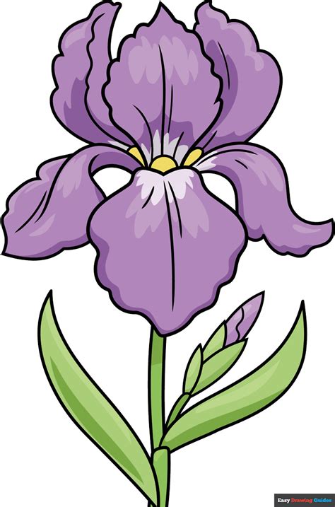 How To Draw An Iris Flower Flower Drawing Tutorials Iris Flowers Iris Drawing