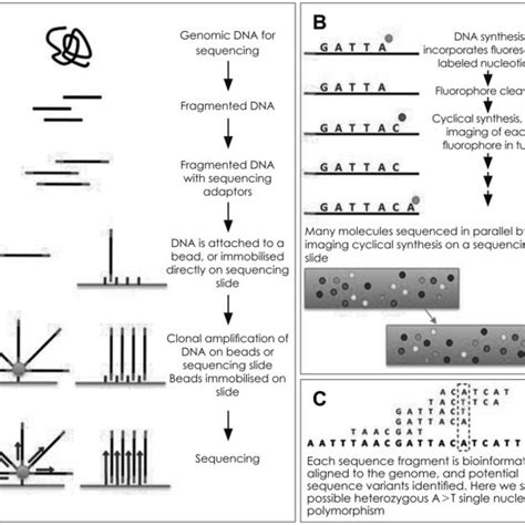 Next Generation Sequencing NGS Workflow Adapted From Ware JS Download Scientific