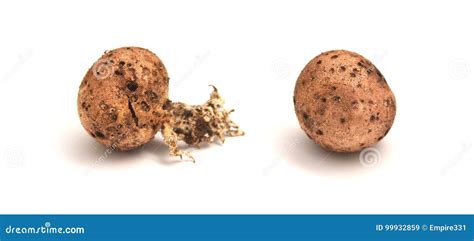 Scleroderma Citrinum Mushroom Stock Image Image Of Earthball Citrinum 99932859