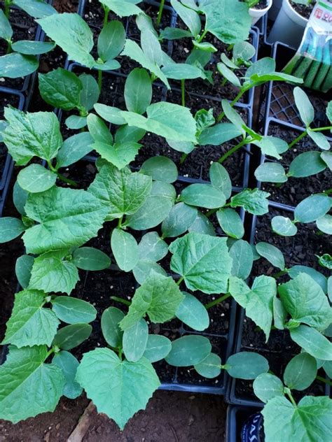 오이 호박 가지 토마토 아삭이고추 할로피뇨깻잎 모종 팝니다 중고장터 Gtksa