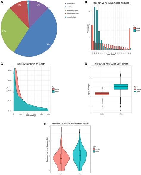 Lncrna Characterization And Gene Expression A Summary Of Lncrna Download Scientific Diagram