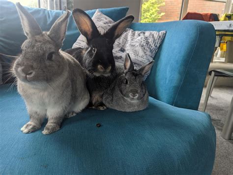 Picky Eating Or More Serious R Rabbits