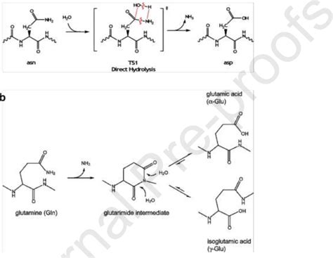 A Top Succinimide Mediated Deamidation Of Asn Residues Bottom