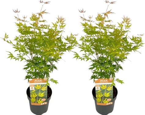 Plant In A Box Japanese Maple Orange Lace Set Van 2 Japanse