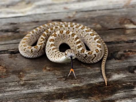 African Egg Eating Snake Care Guide Reptile Craze