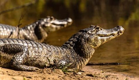 Principais Características Do Jacaré Do Pantanal Meus Animais