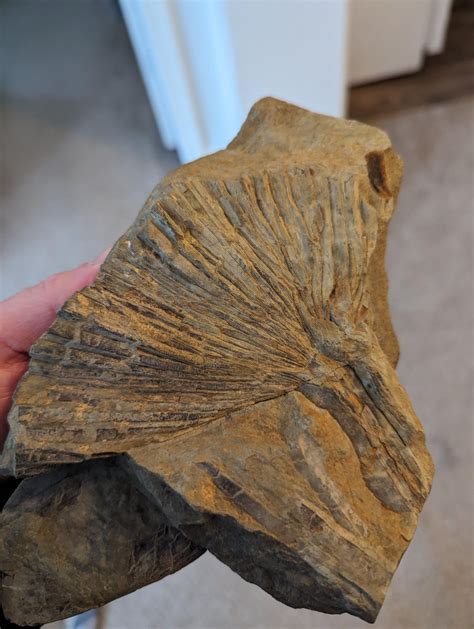 Compression Fossil What Is It Found In The Cascades East Of Bellingham Wa R Fossils