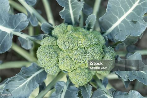 홈 마당의 꽃 정원 침대에서 토양에서 자라는 신선한 유기농 녹색 브로콜리 식물의 전망 위의 클로즈업 디테일 상단 자국에서 자란 가보 건강 영양 다이어트 식품 개념 개념에