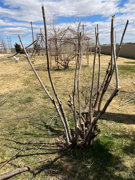 Pruning A Vitex Or Chaste Tree Is A Traci S Greenhouse Facebook