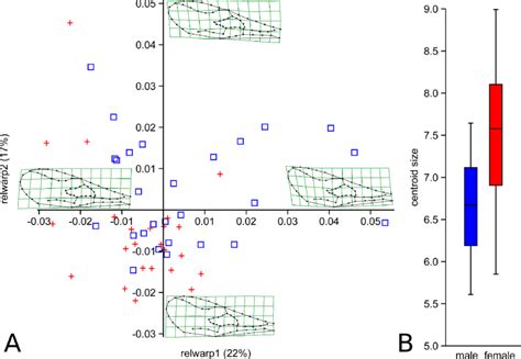 a plot of the relative warp scores 1 against 2 males are indicated by