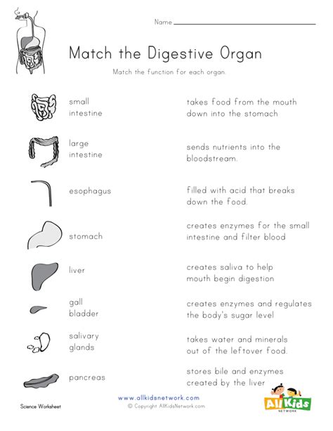 Digestive System Matching Worksheet