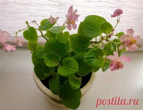 Герань зацветет буйным цветом: обрезаем растение под корень в феврал ...