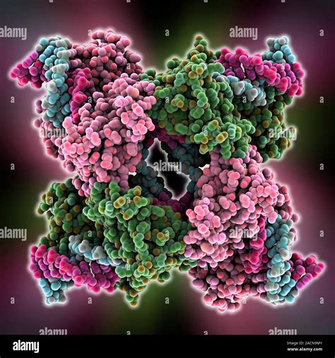 Enzyme Catalysing Dna Recombination Molecular Model Of The Enzyme Cre Cyclization