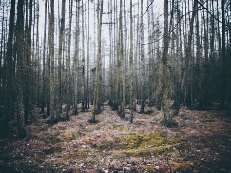 Free Stock Photo Of Dense Forest With Tall Trees Download Free Images And Free Illustrations