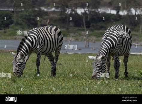Grants Zebra Equus Quagga Boehmi Cresent Island Lake Naivasha