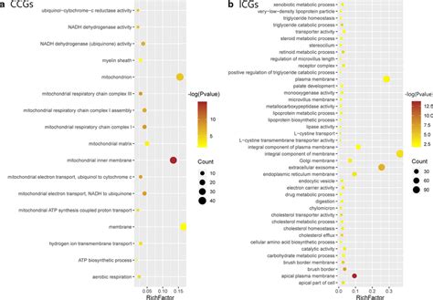 Gene Ontology Go Enrichment Analysis Of Ccgs And Icgs The X Axes Download Scientific Diagram