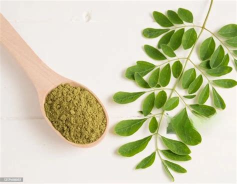 Moringa Oleifera Leaf Extract At ₹ 200kg Moringa Leaf Powder In