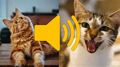 Cat Meow Sound Effects Youtube