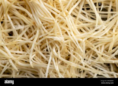 A Large Number Of Pea Roots Are Light Yellow In Color The Thin Root