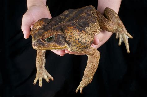 Toxic Cane Toads Making Comeback On Islands Sanibel Captiva