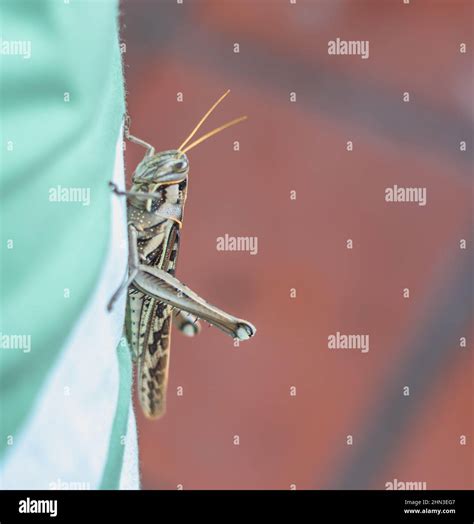 Macro Close Up Photo Big Grasshopper Grig Locust On Fabric Green Brown